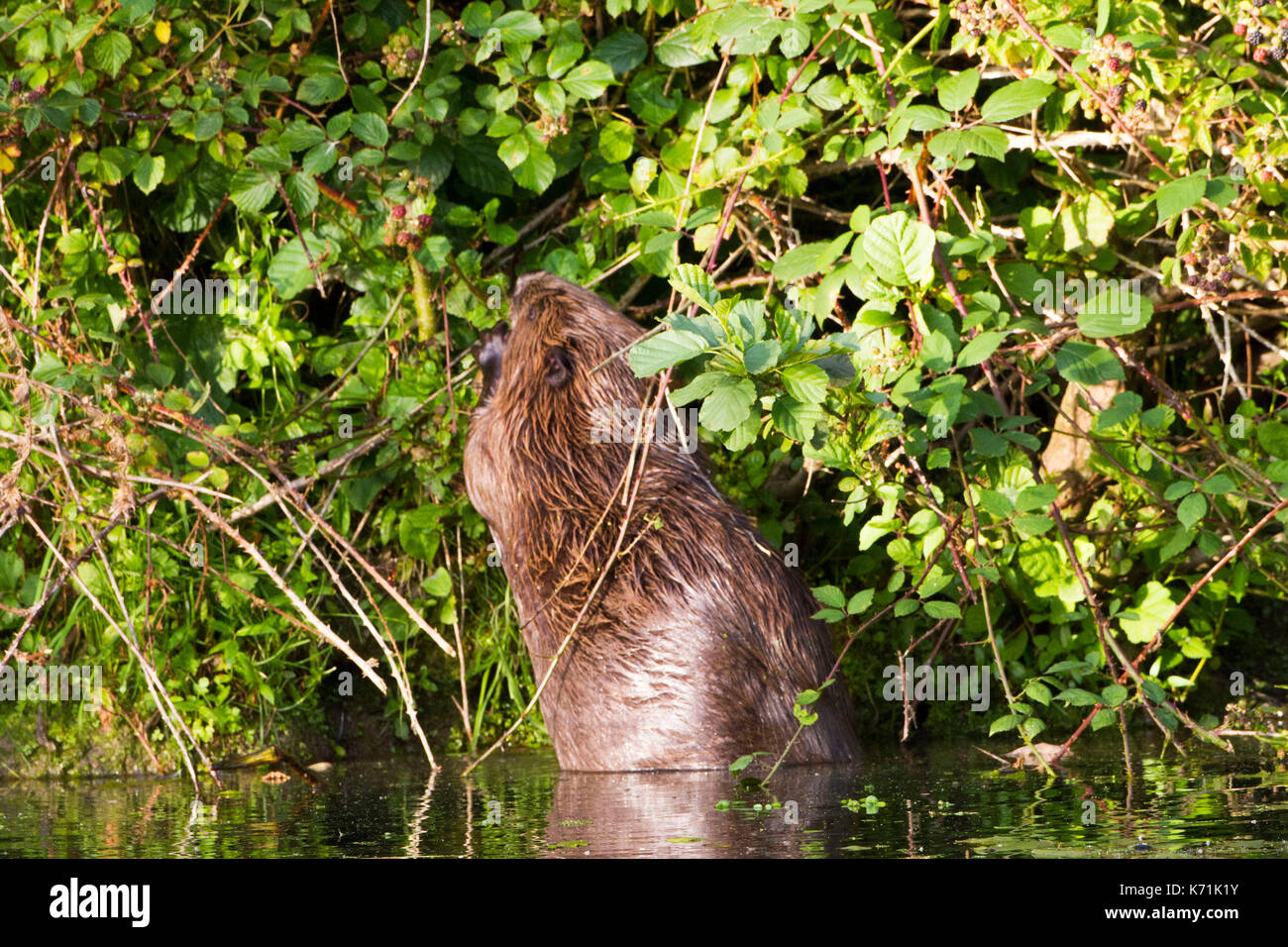 European Beaver (Castor fiber) eating blackberries by using its tail as ...