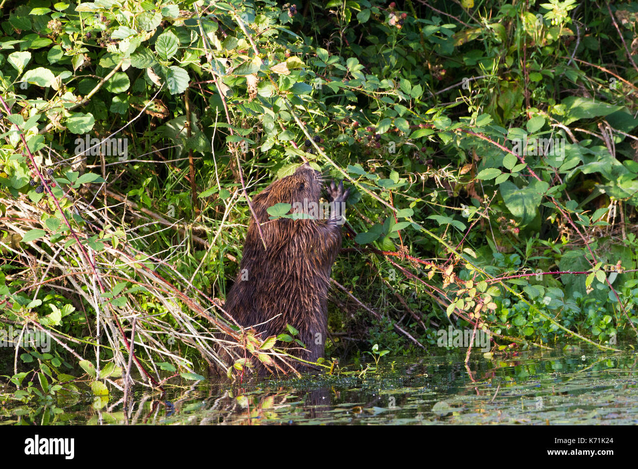 European Beaver (Castor fiber) eating blackberries by using its tail as ...