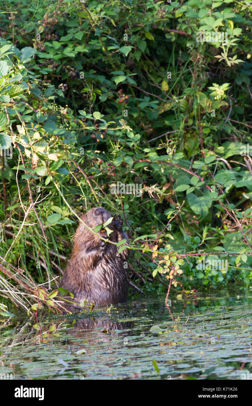 European Beaver (Castor fiber) eating blackberries by using its tail as ...