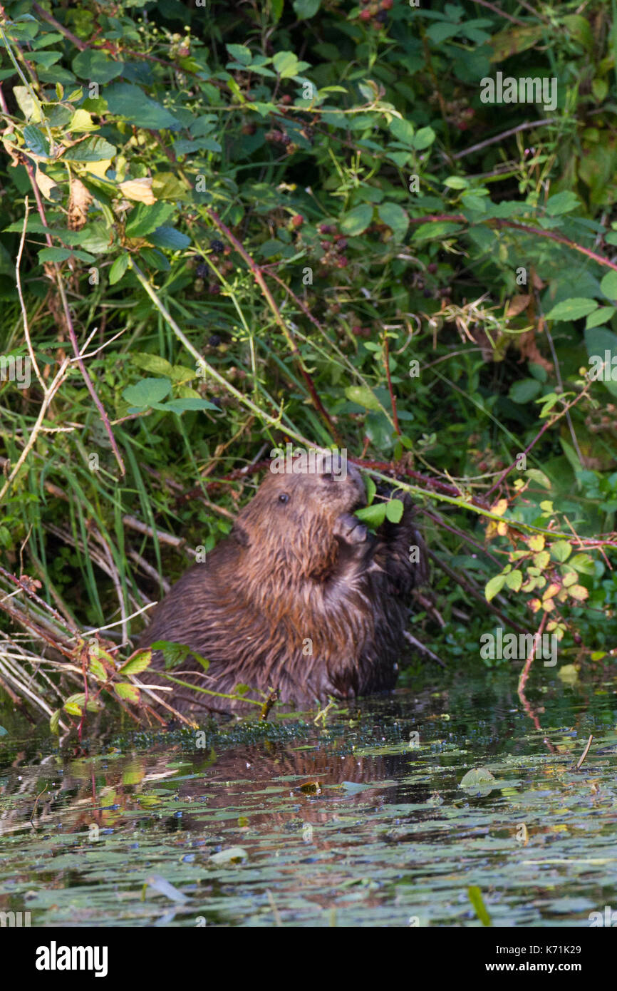 European Beaver (Castor fiber) eating blackberries by using its tail as ...