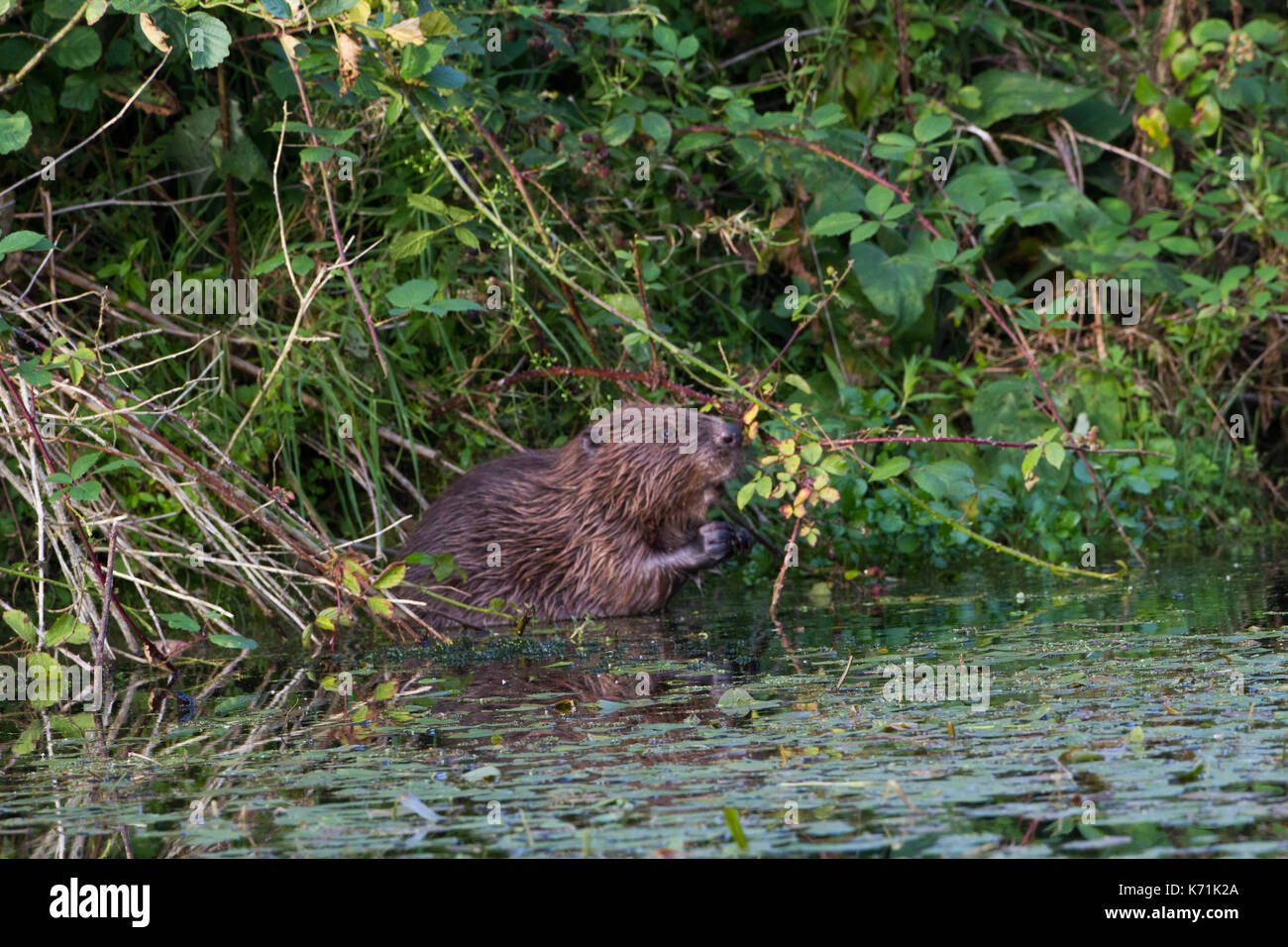 European Beaver (Castor fiber) eating blackberries by using its tail as ...