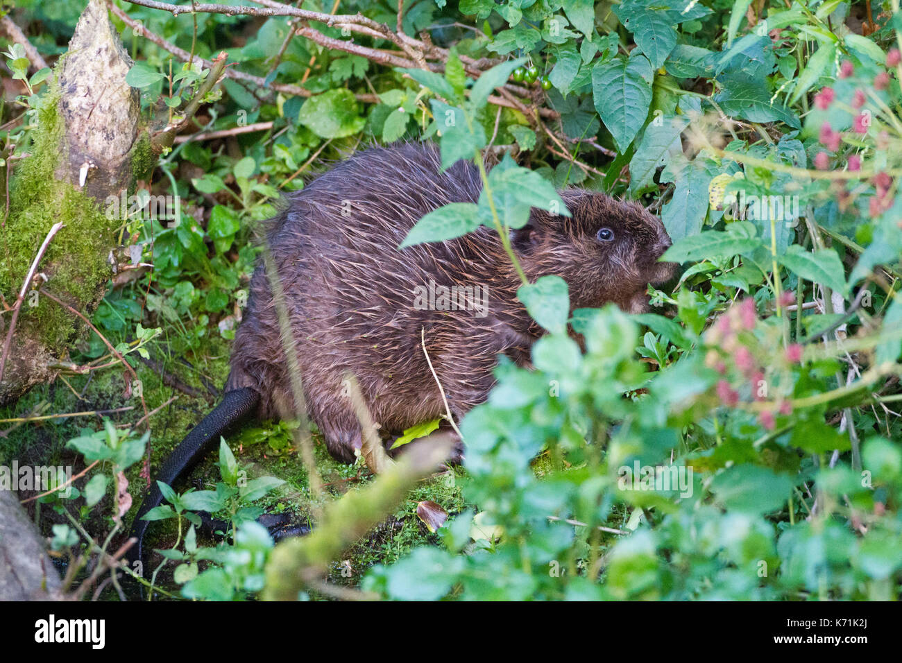 Rewilding process hi-res stock photography and images - Alamy
