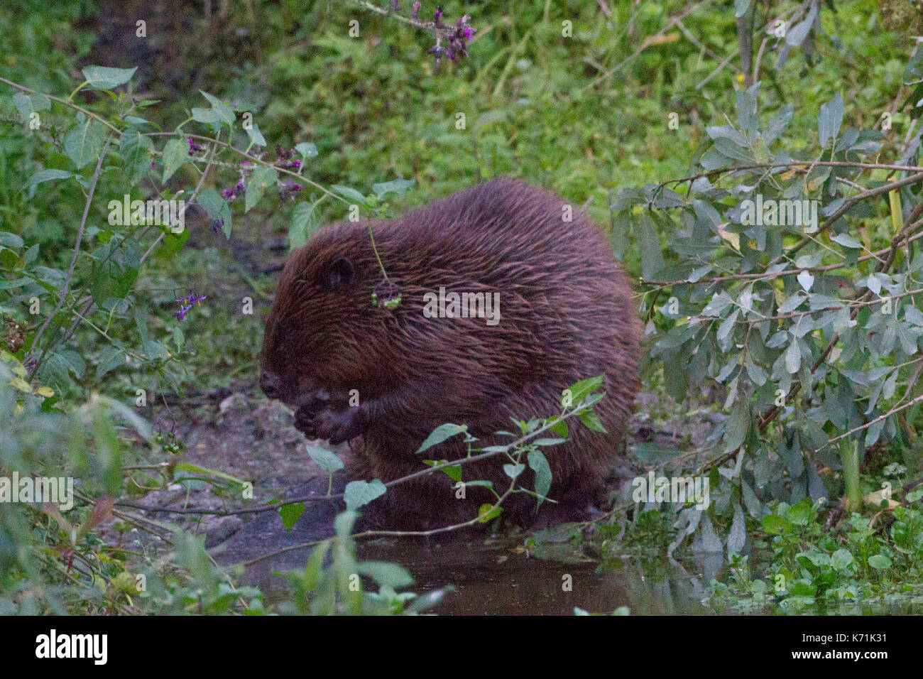 European Beaver (Castor fiber) eating Goat Willow (Salix caprea ...