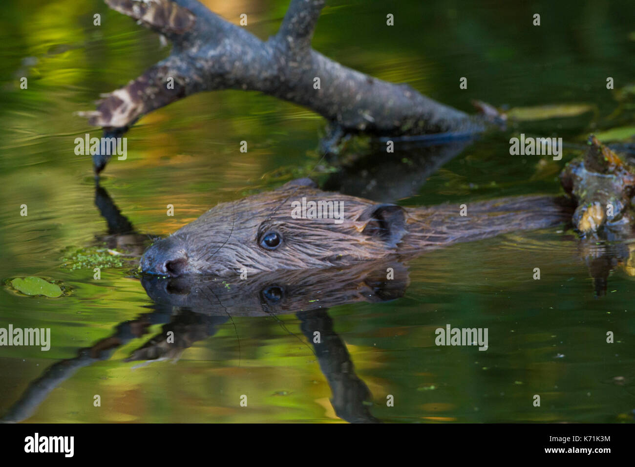 Captive release of rewilding species hi-res stock photography and ...