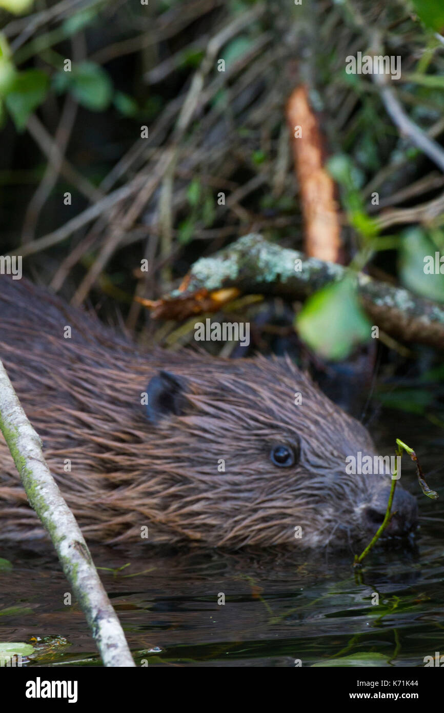 European Beaver (Castor fiber) eating Alder (Alnus glutinosa ) in ...