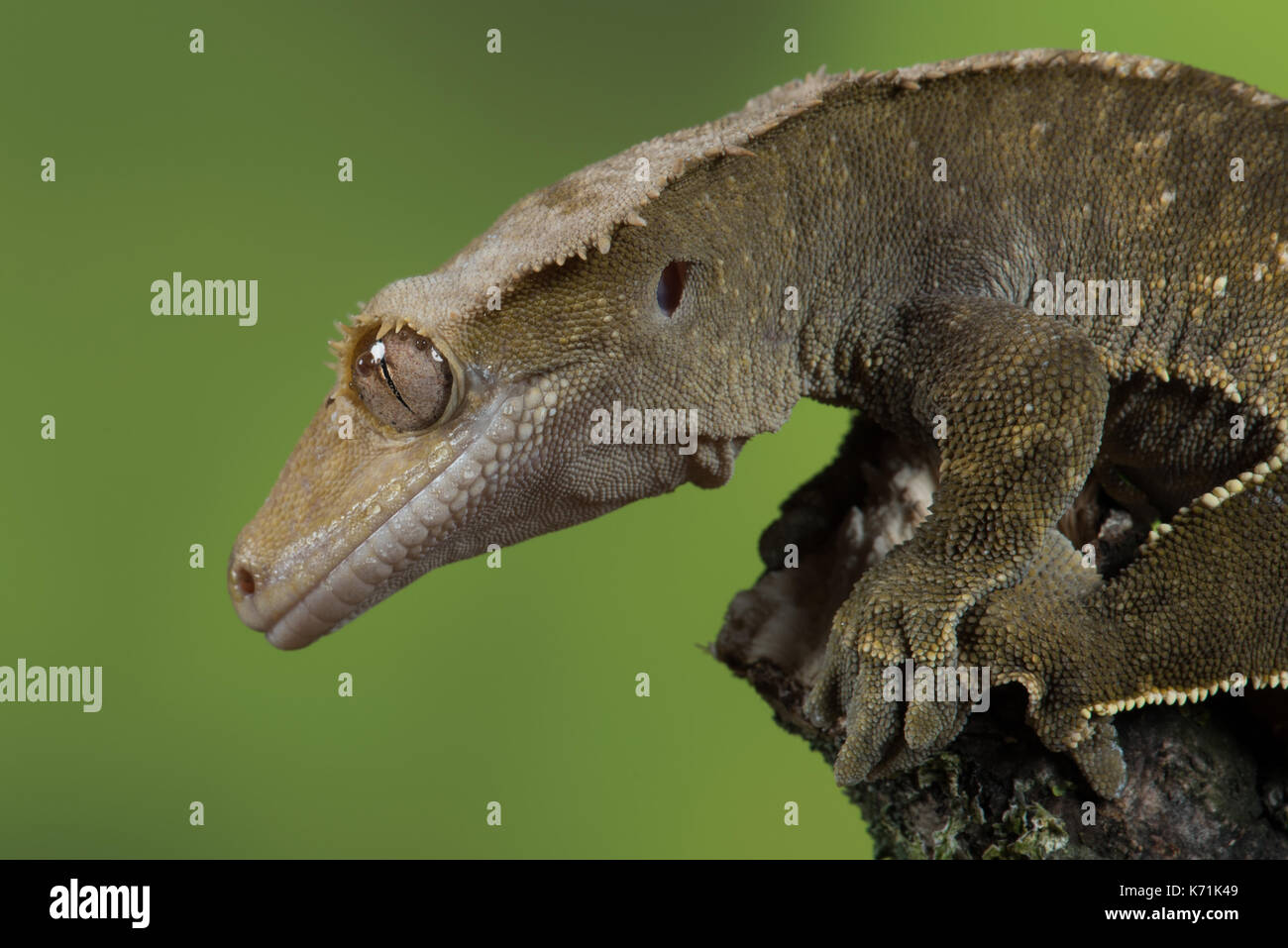Very close profile portrait of a crested gecko with water droplets on ...