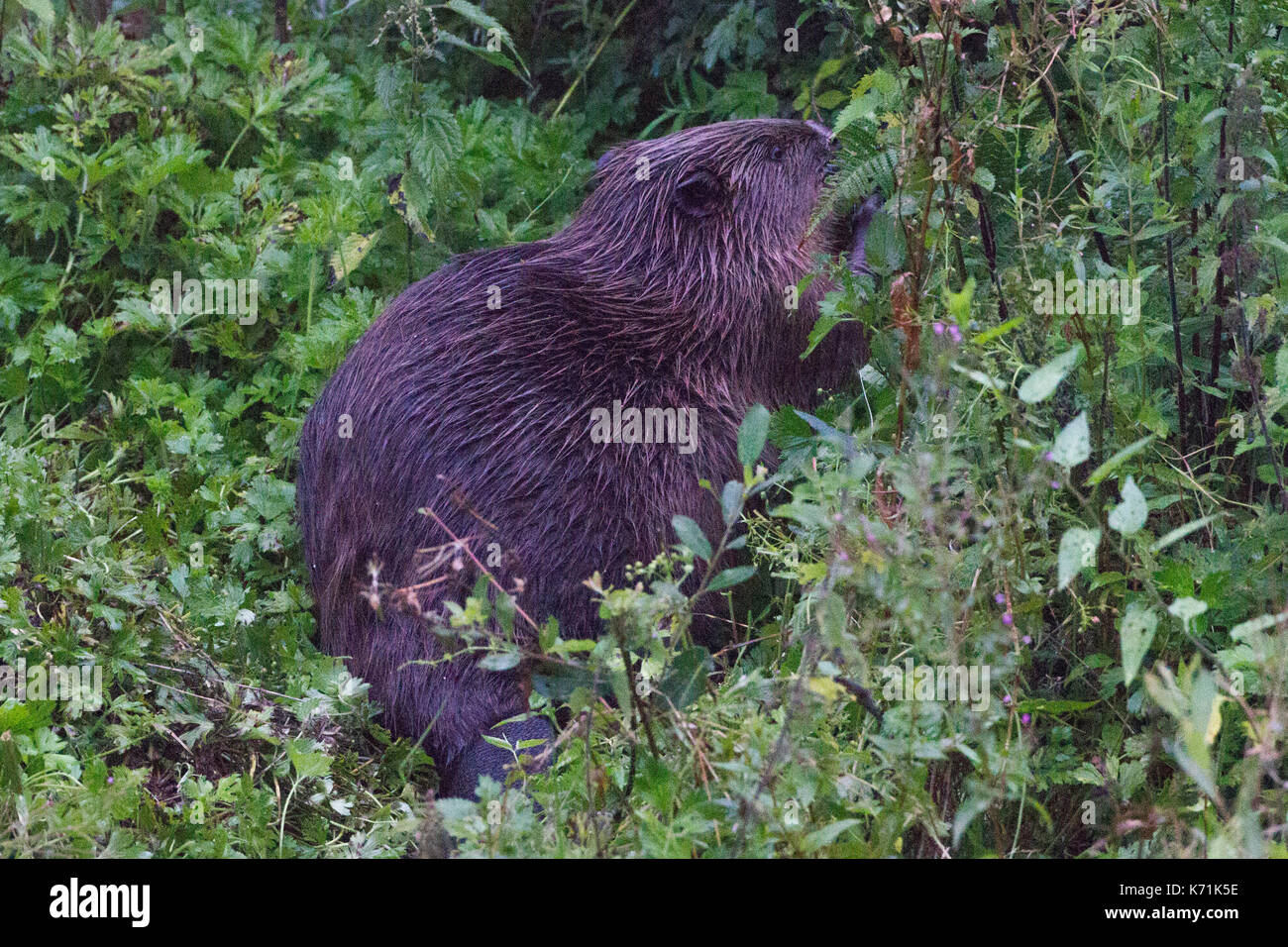 European Beaver (Castor fiber) eating goat Willow (Salix caprea ...