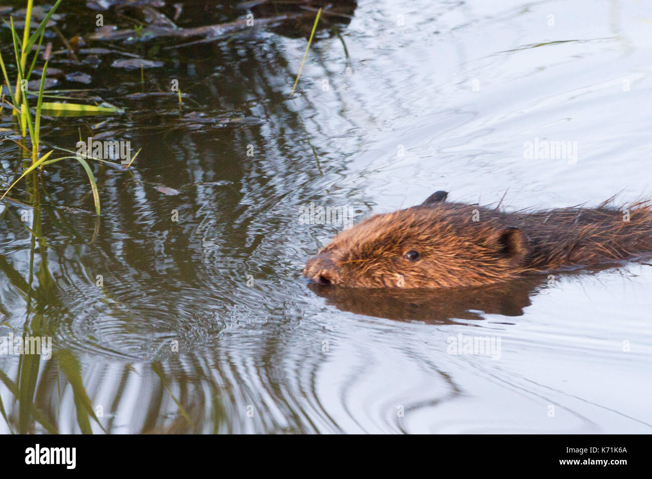 European Beaver ( Castor fiber ) swimming in wetland , , in captive ...
