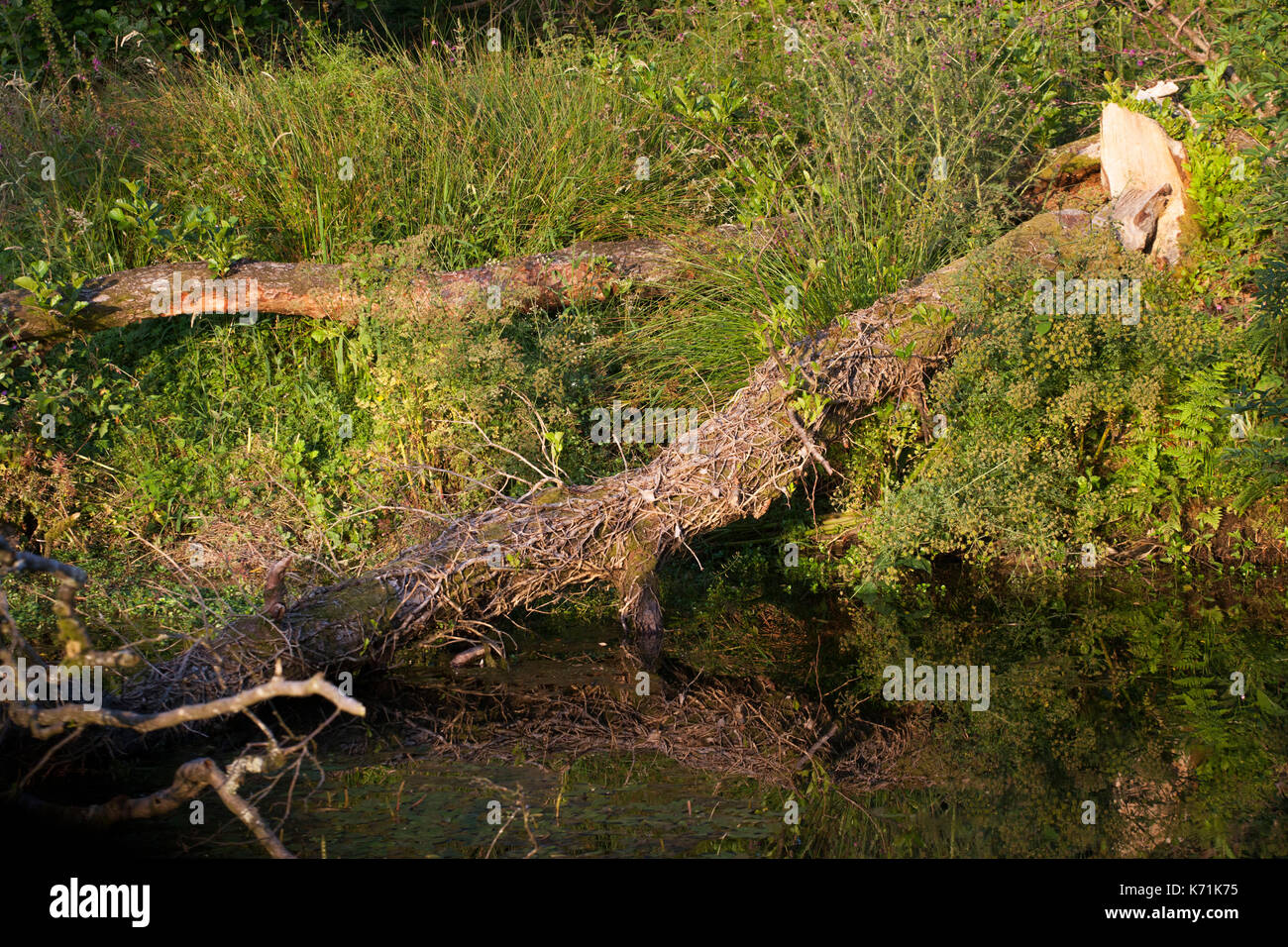 Effect of European Beaver (Castor fiber) on wetland trees . Ability to ...