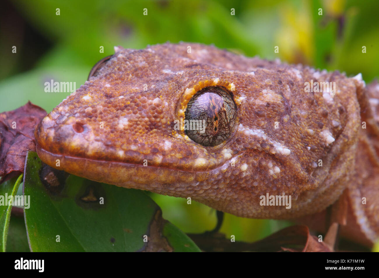 Spotted house gecko (Gekko monarchus Stock Photo - Alamy