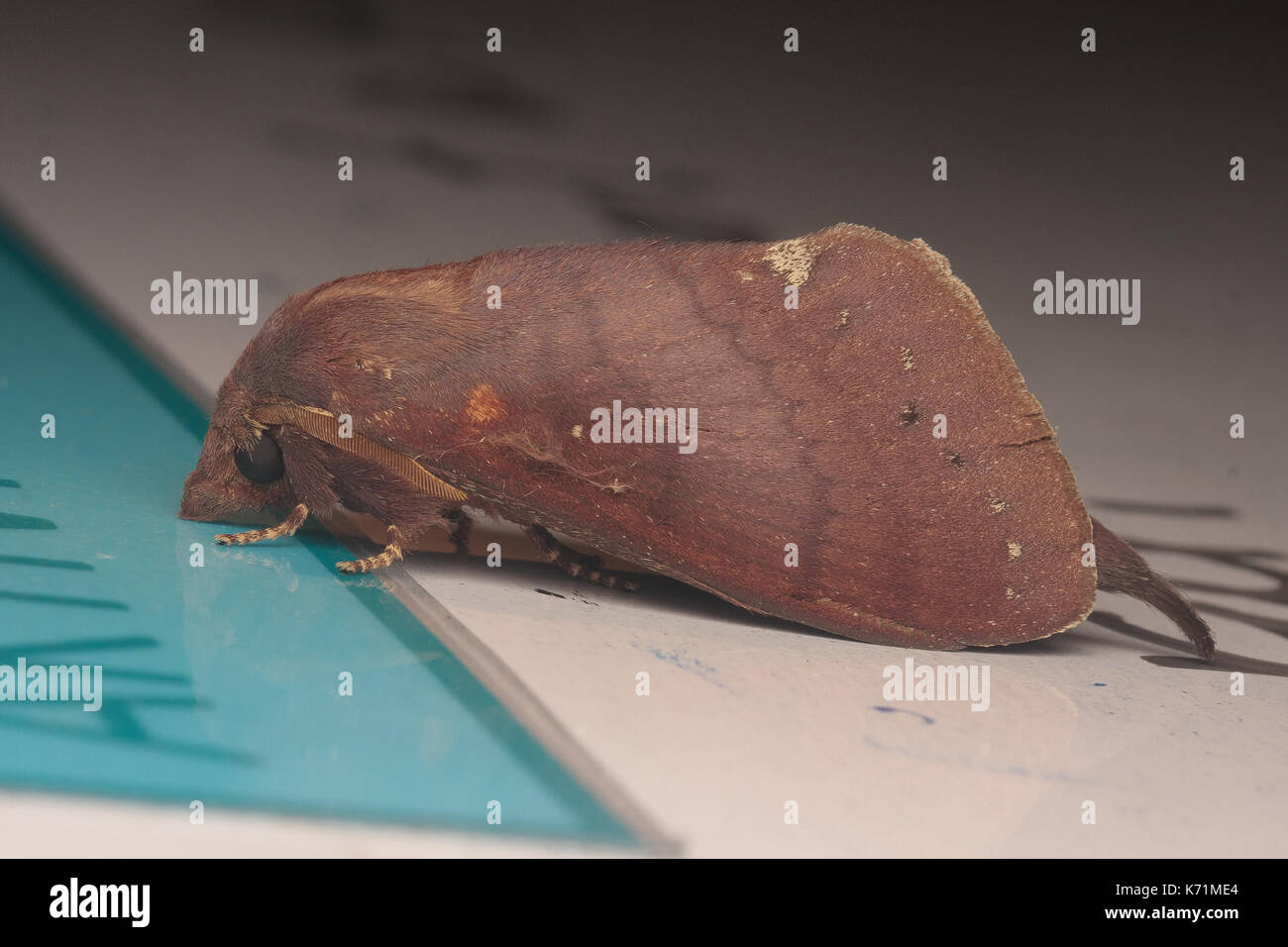 Kunugia latipennis hi-res stock photography and images - Alamy