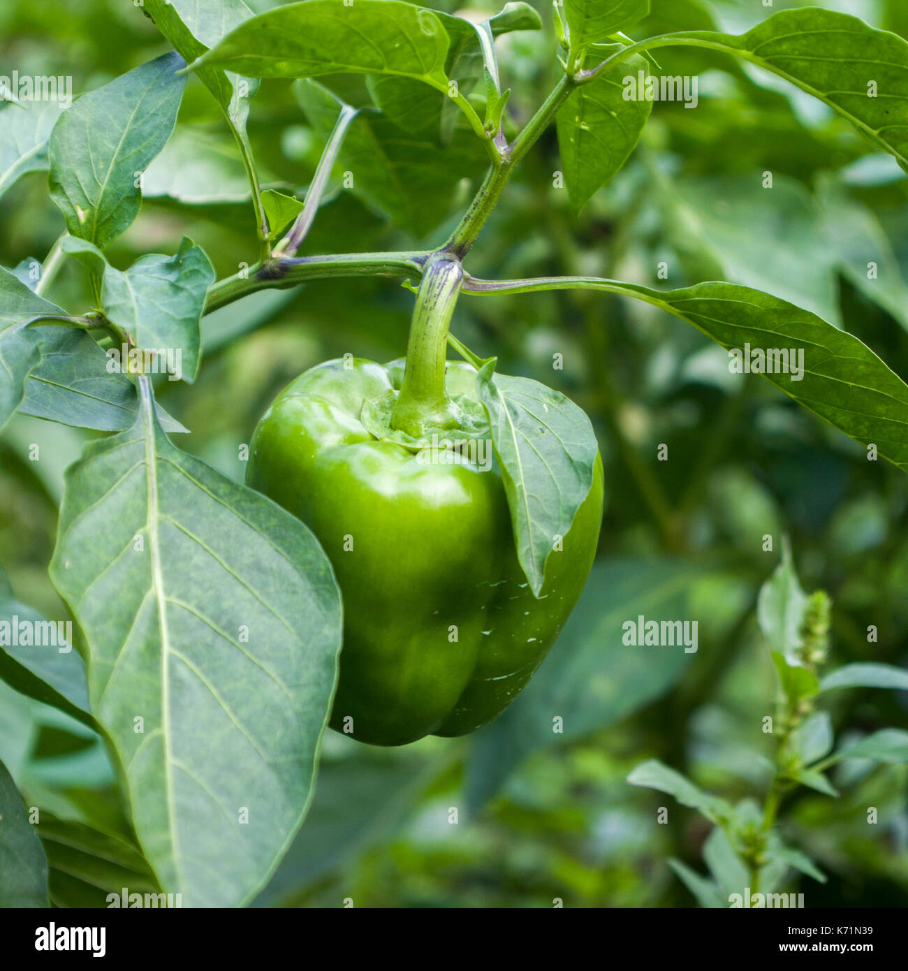 Green pepper frutis, Urrestilla, Basque Country, Spain Stock Photo - Alamy