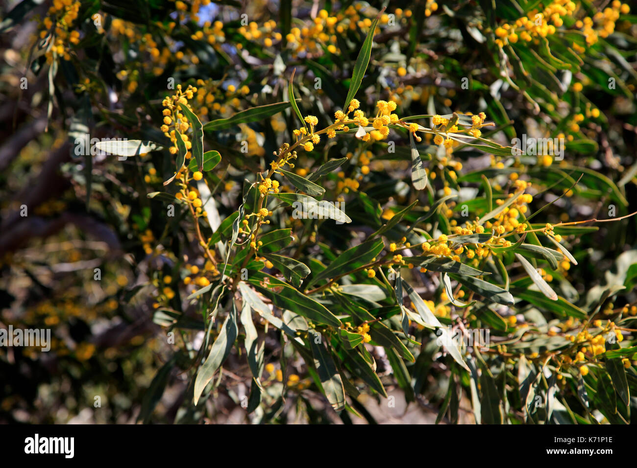 Mimosa tree flowers, acacia dealbata, Cabo de Gata natural park ...