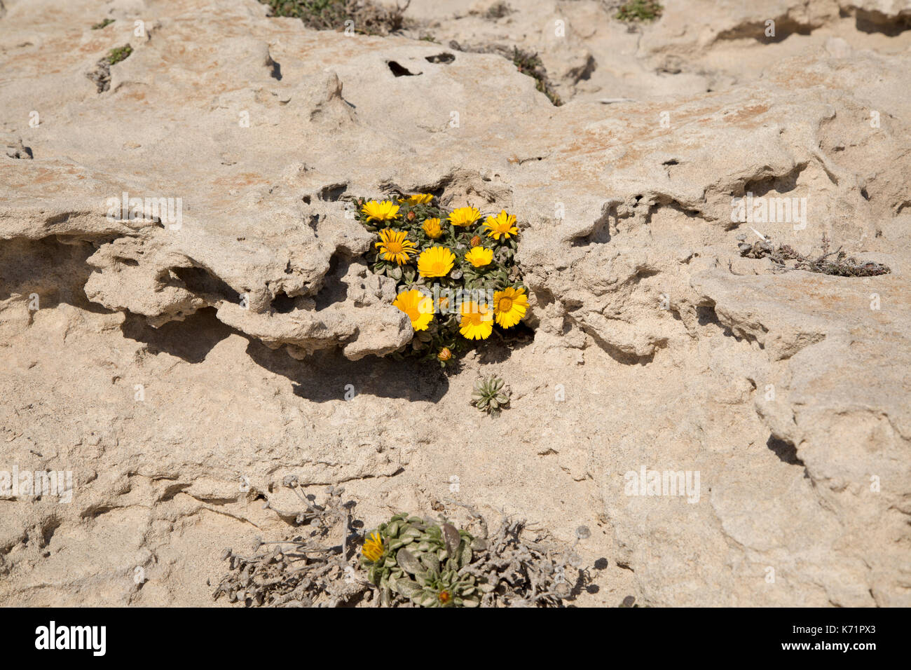 Yellow Sea Aster plant in flower, Asteriscus maritimus, Cabo de Gata ...