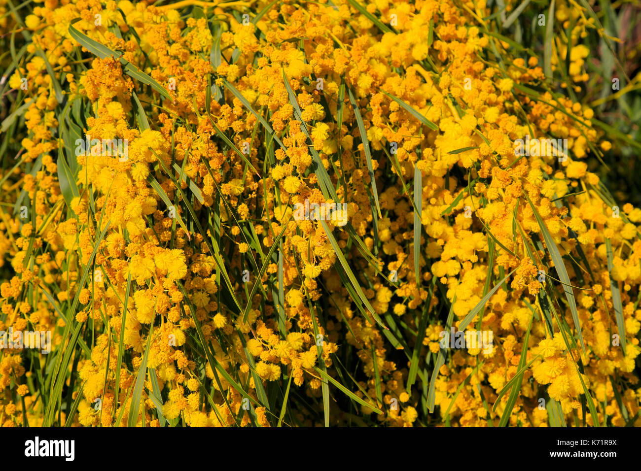 Yellow blossom of Mimosa tree, acacia dealbata, Cabo de Gata natural ...