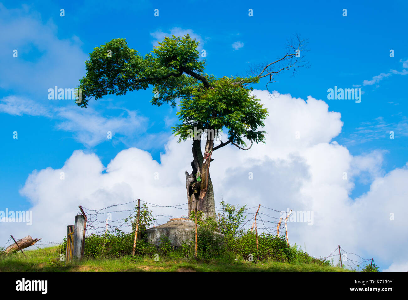 Green Single Tree Stock Photo - Alamy