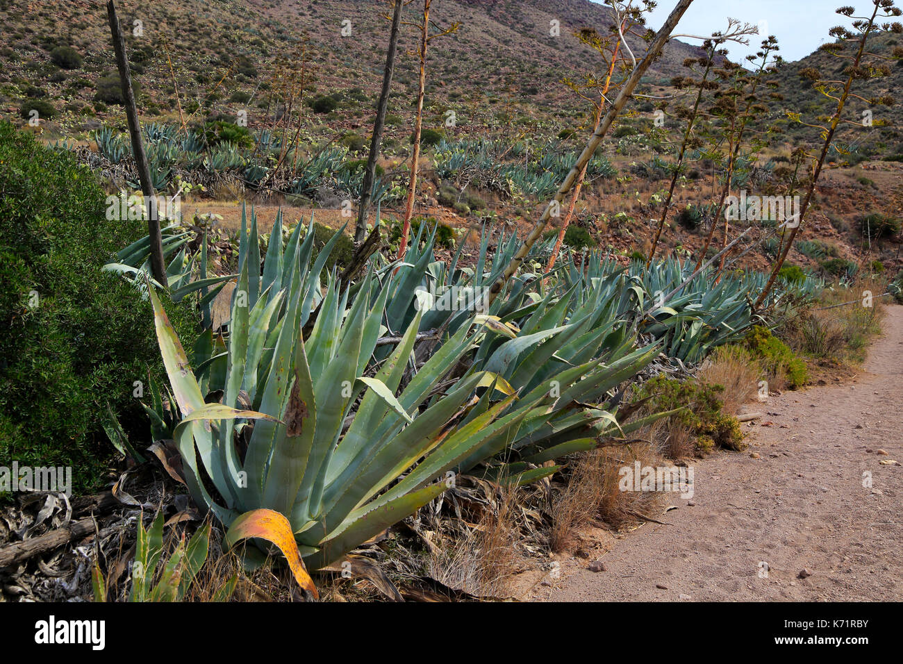 Agave americana cactus plants growing in Cabo de Gata natural park ...