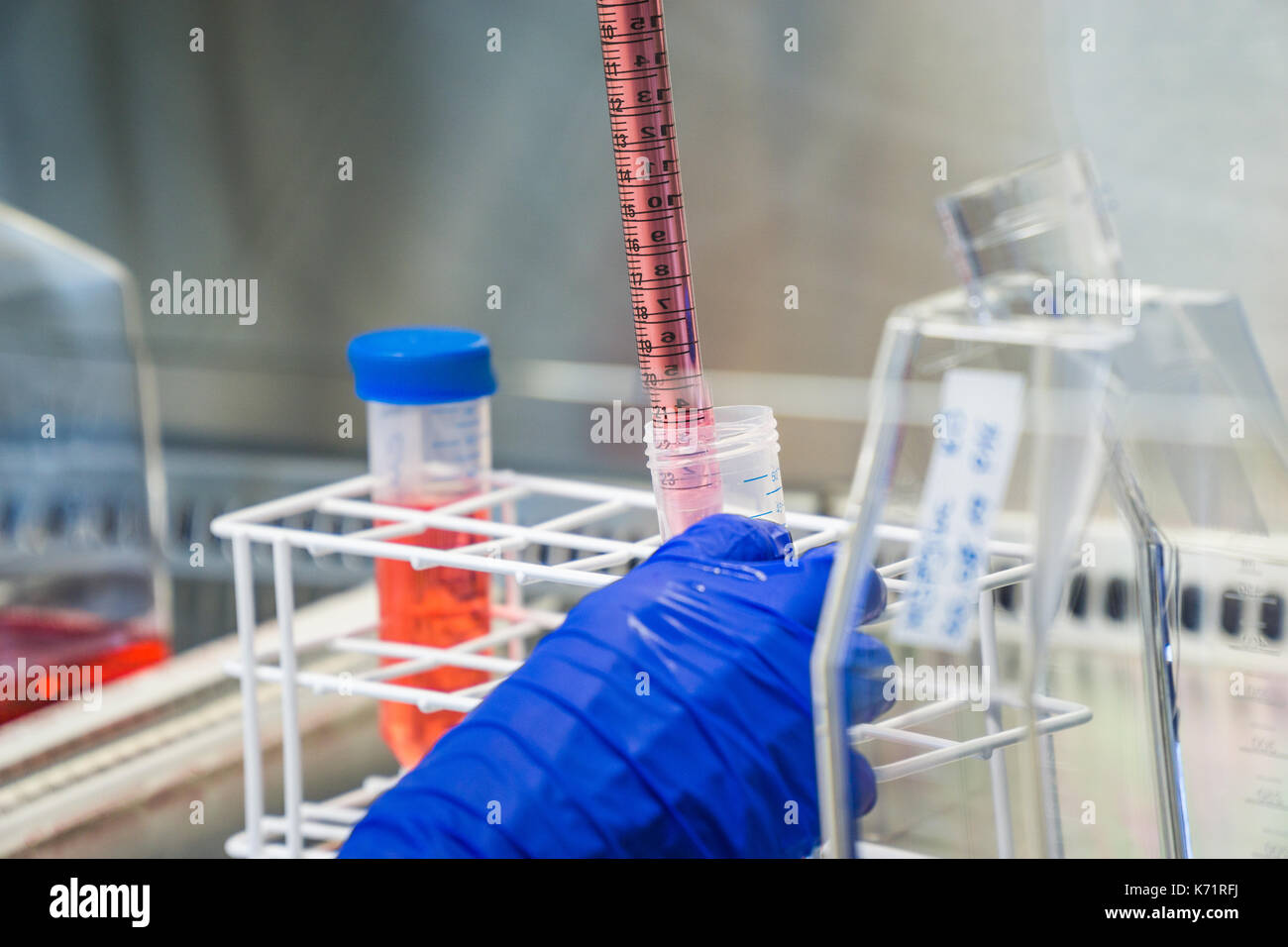 Laboratory work at the sterile bank with pipetts. Cell splitting work ...