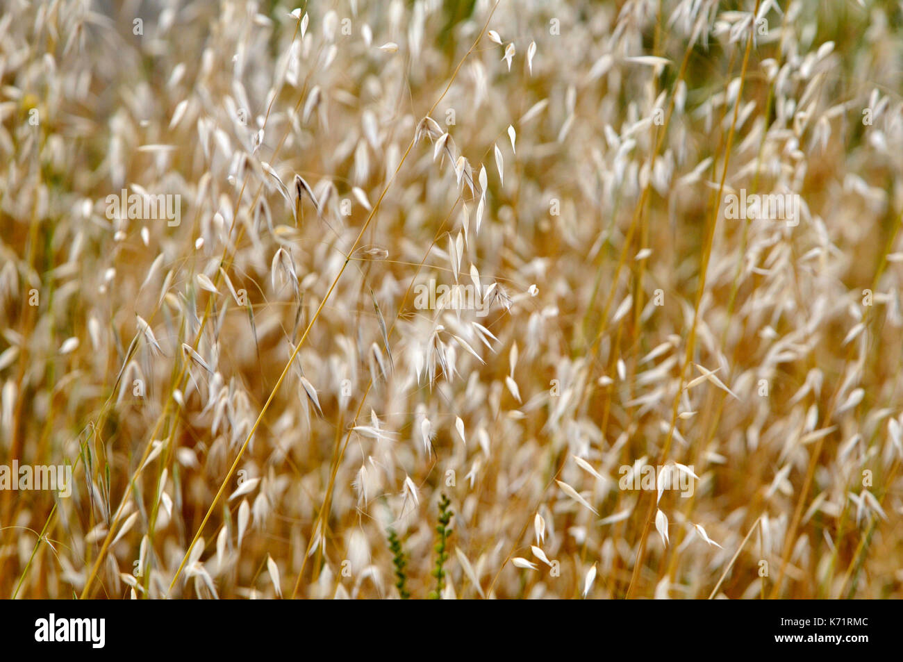 Avena fatua, wild Oat, species of grass in the Oat genus. Torrelles de ...