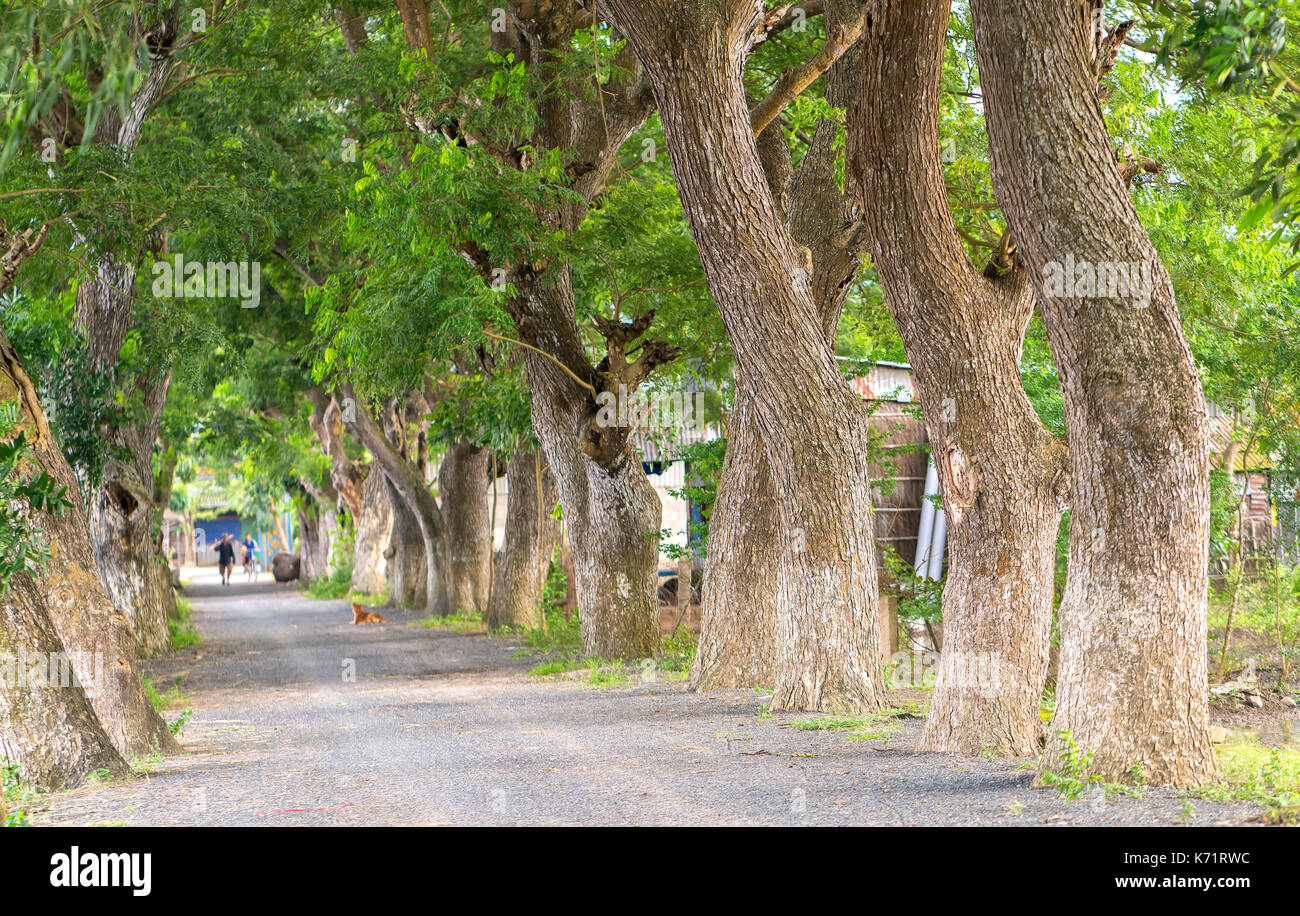 Wonderful landscape of tree growing row roadside leading into rural ...