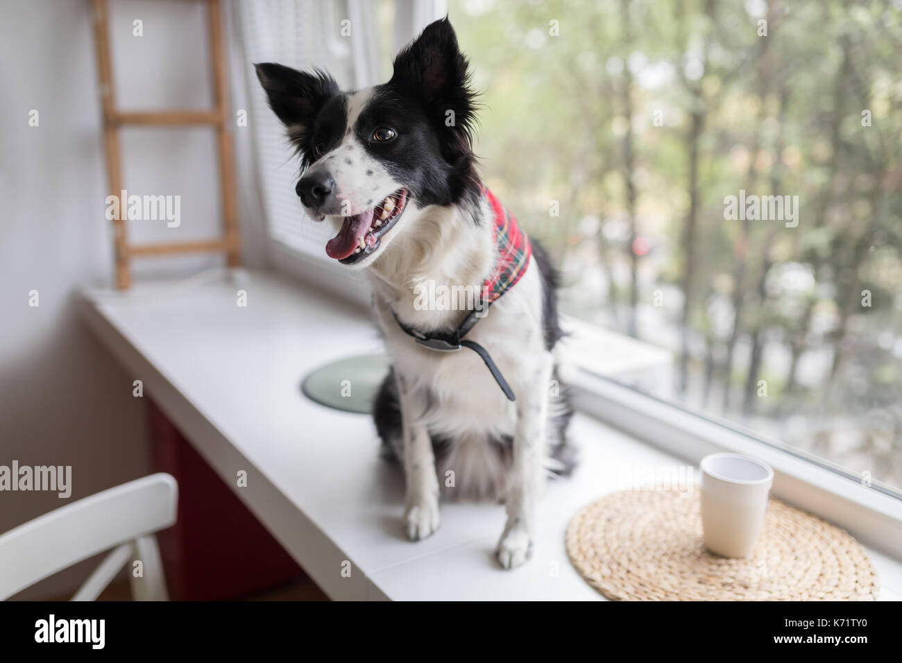 Happy dog waiting for owner on window ledge Stock Photo - Alamy