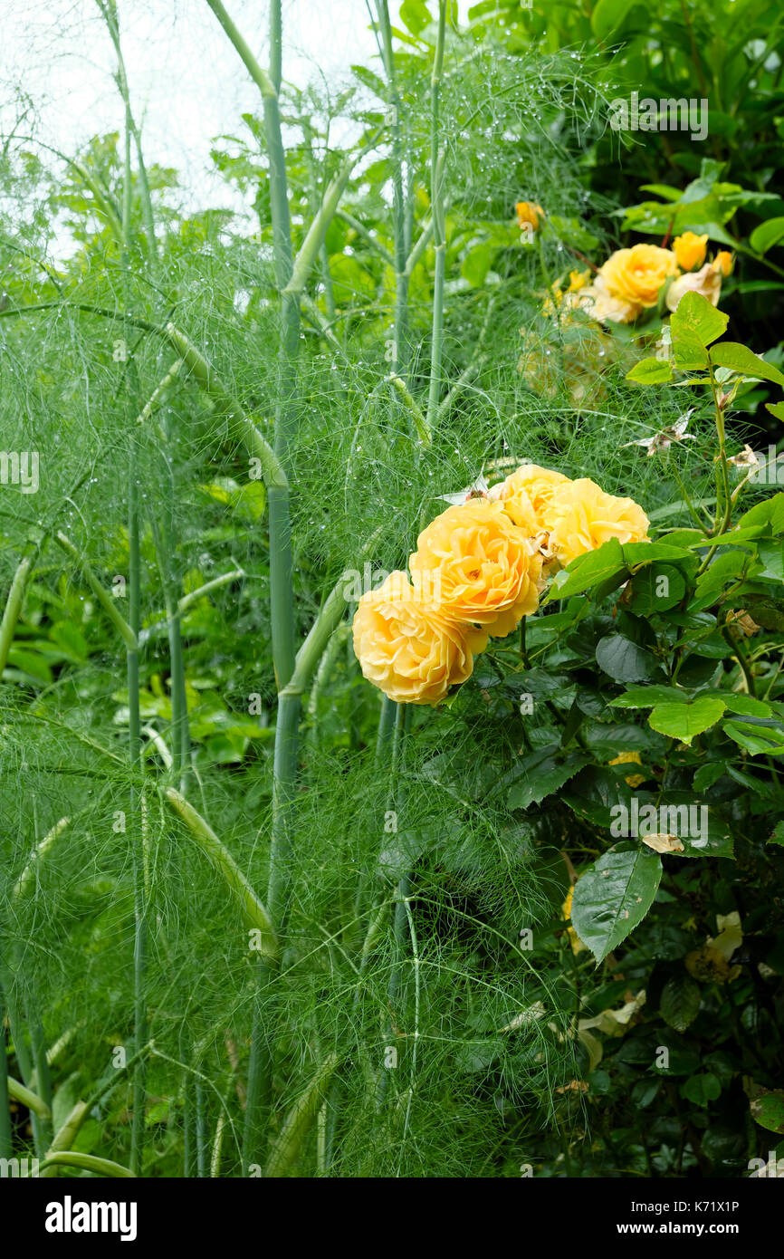 Yellow shrub roses "Graham Thomas" growing in a mixed perennial border ...
