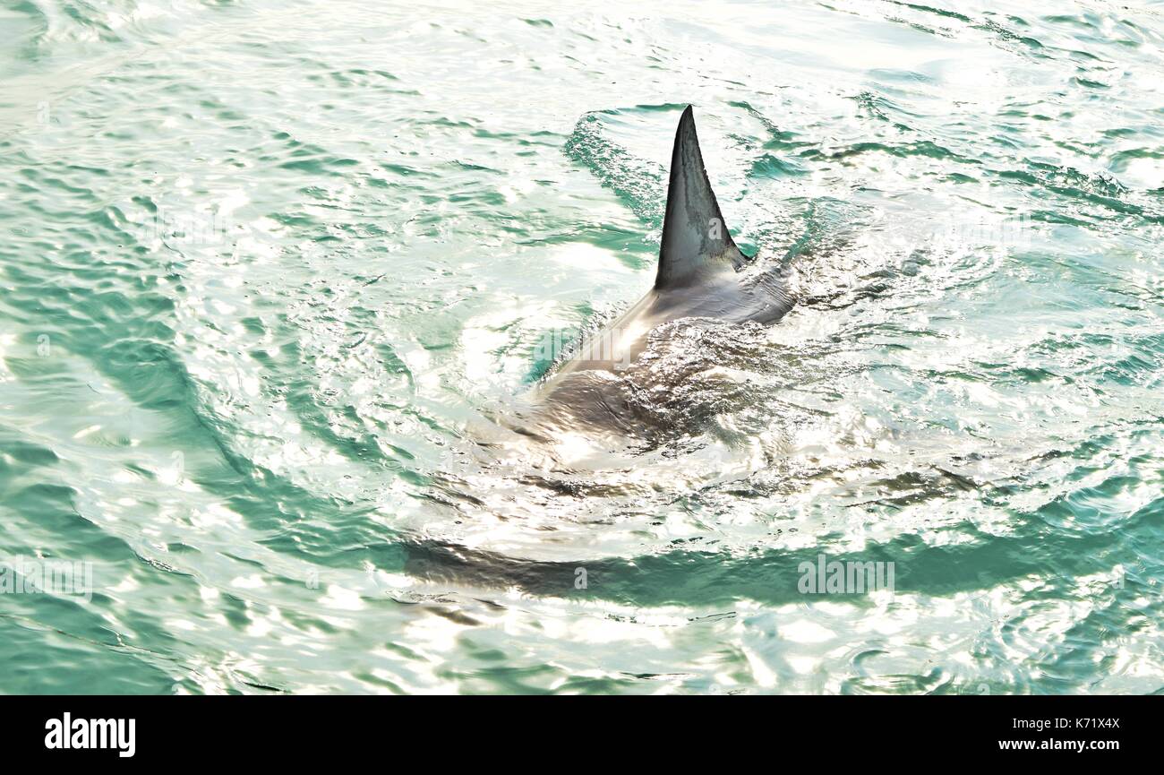 Great white shark dorsal fin hi-res stock photography and images - Alamy