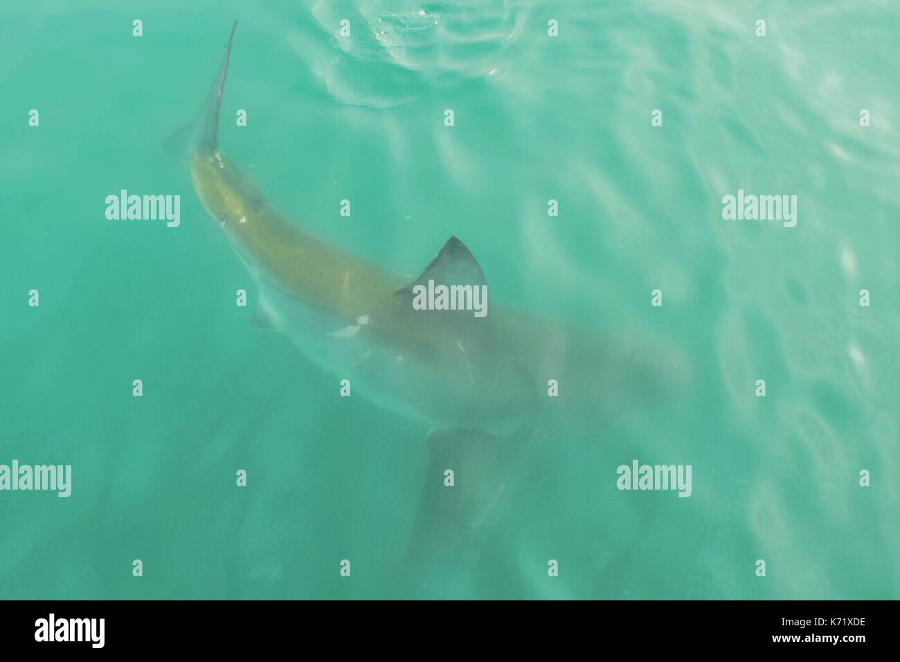Shark swimming near boat hi-res stock photography and images - Alamy