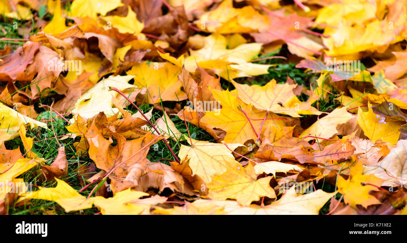 Intense autumn foliage colors hi-res stock photography and images - Alamy
