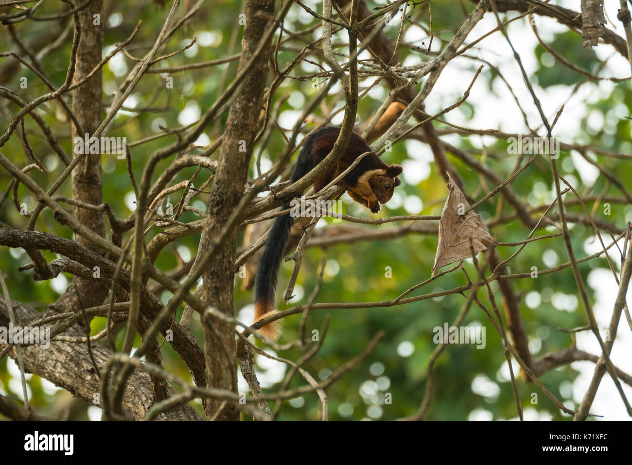 The Indian Giant Squirrel High Resolution Stock Photography and Images ...