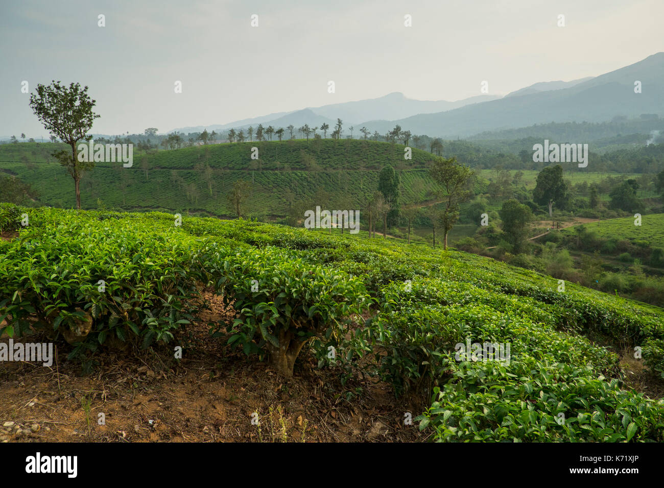 Tea estates in Wayanad district in Kerala, India, have replaced dense ...