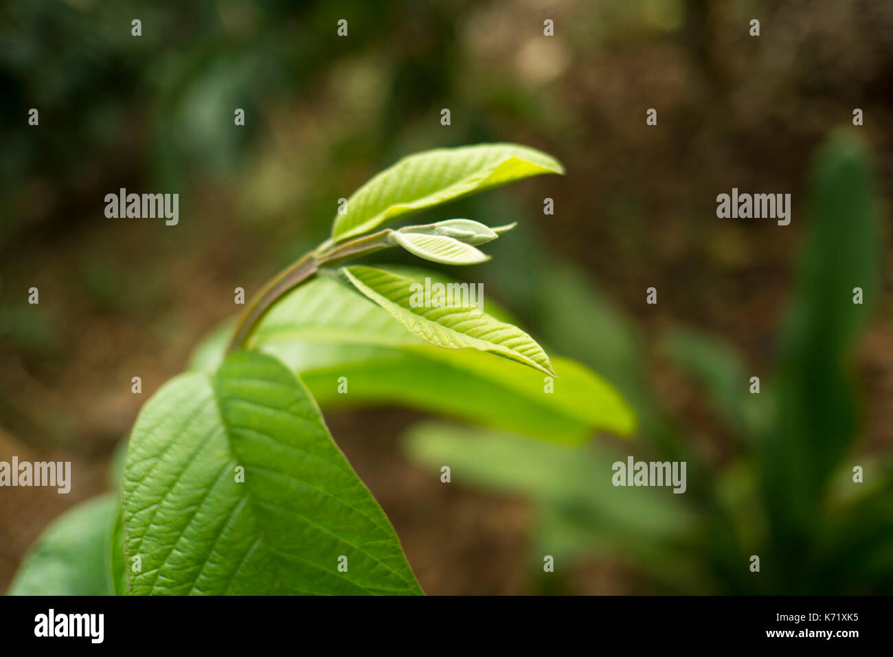 Wayanad district in Kerala, India, stands at the western tip of the ...