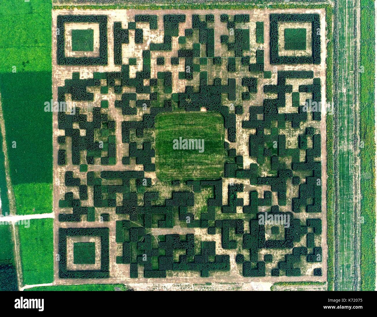 Chinese juniper hi-res stock photography and images - Alamy