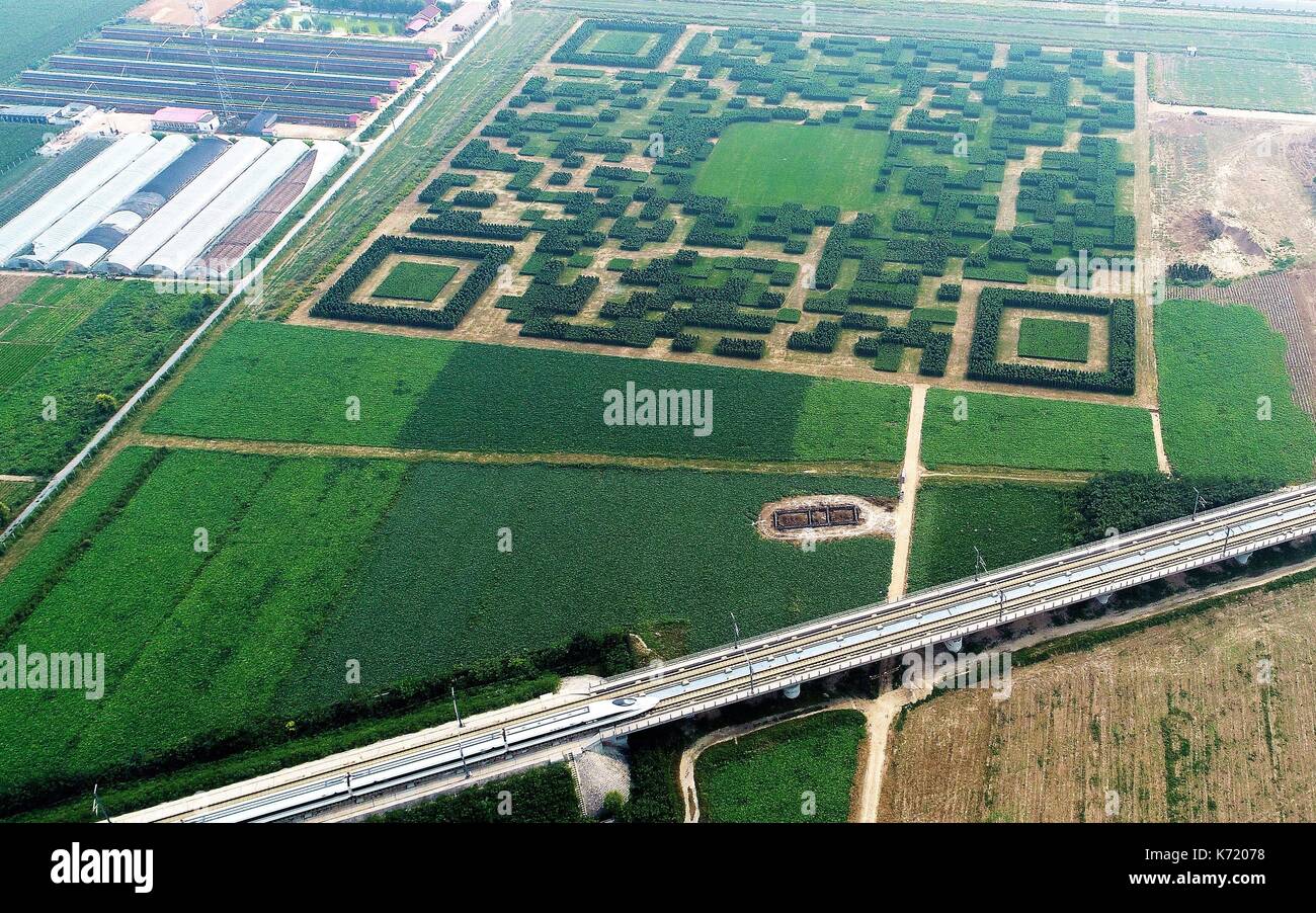 Chinese juniper hi-res stock photography and images - Alamy