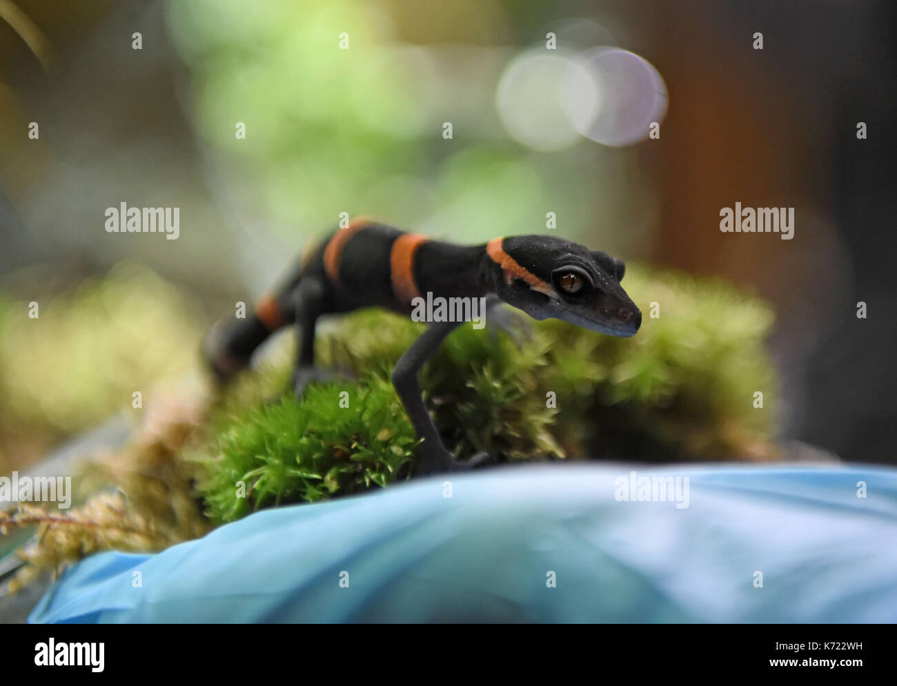 Cologne, Germany. 14th Sep, 2017. A young Chinese tiger gecko in a zoo ...