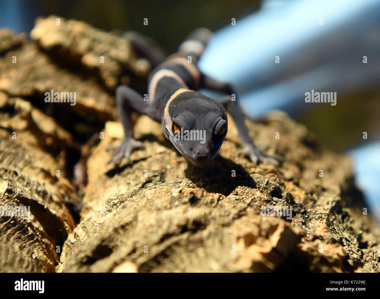 Cologne, Germany. 14th Sep, 2017. A young Chinese tiger gecko in a zoo ...