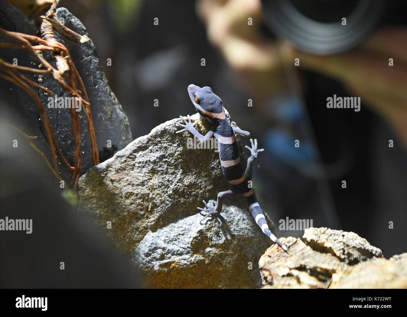 Cologne, Germany. 14th Sep, 2017. A young Chinese tiger gecko in a zoo ...