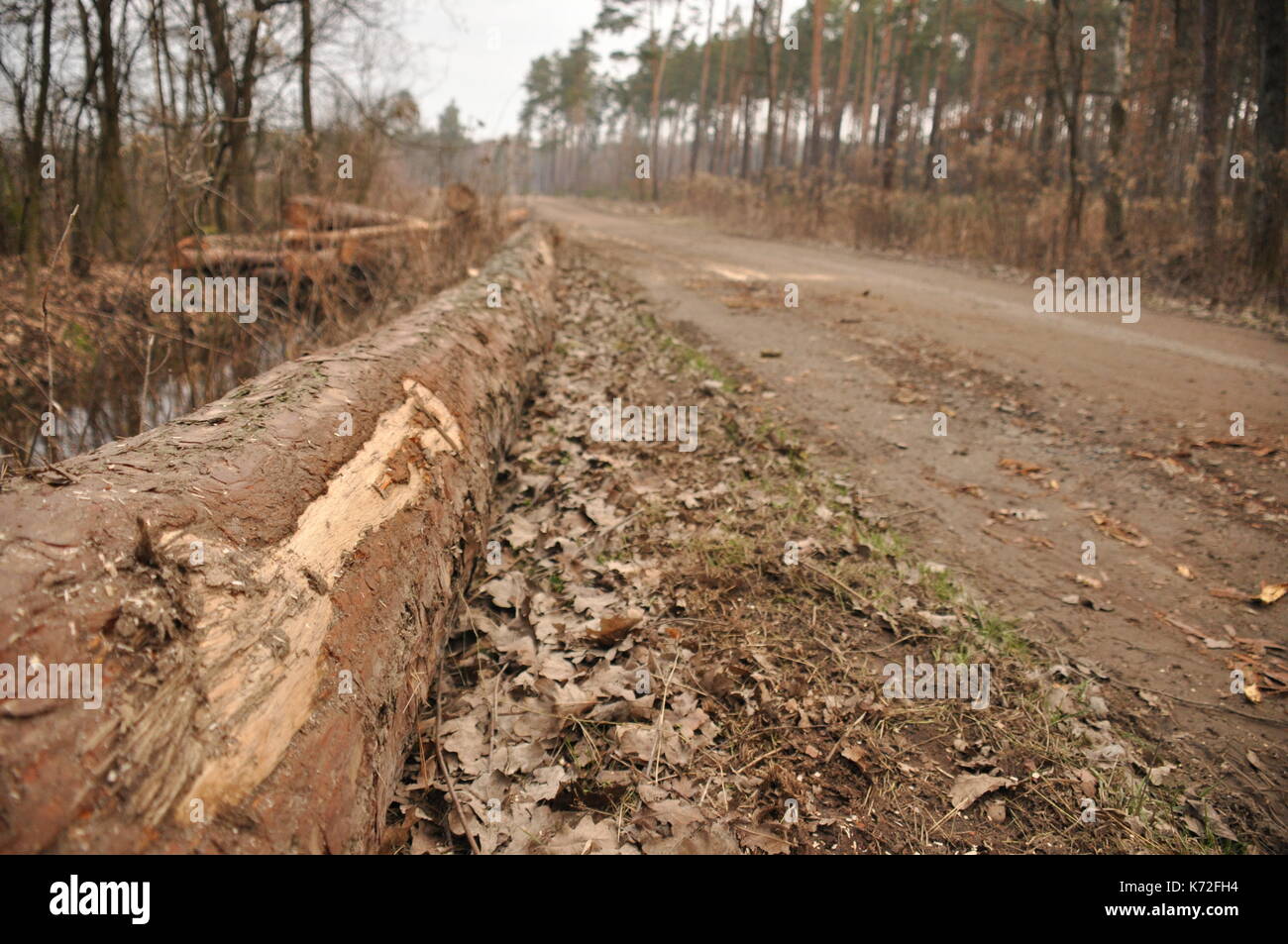 Forestry clearance and storage timber. Forest management Stock Photo ...