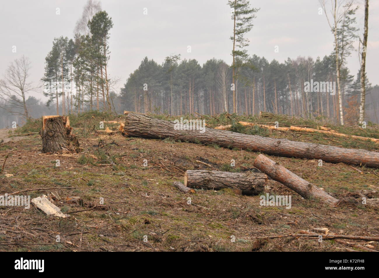 Forestry clearance and storage timber. Forest management Stock Photo ...
