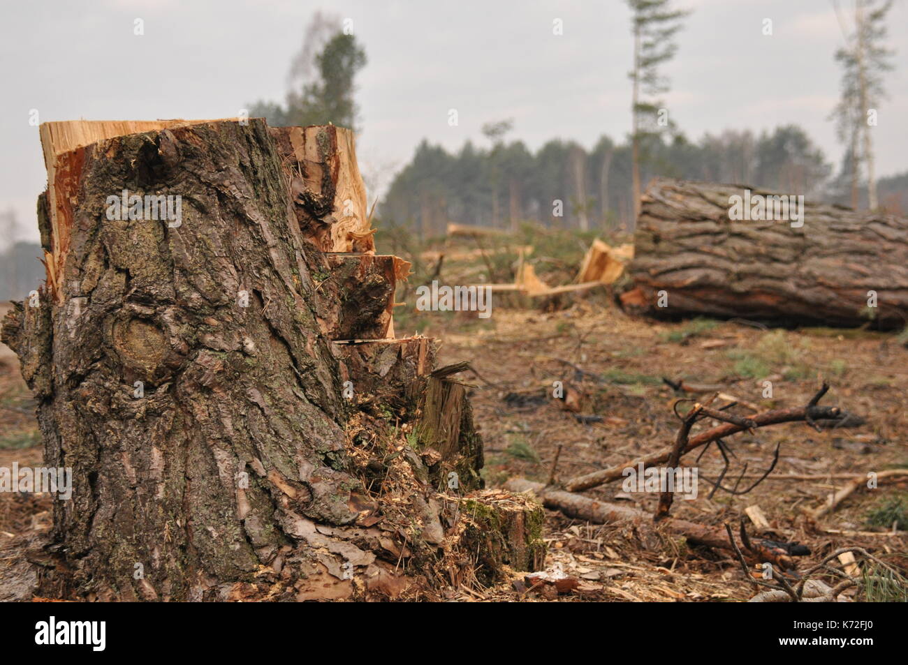 Forestry clearance and storage timber. Forest management Stock Photo ...