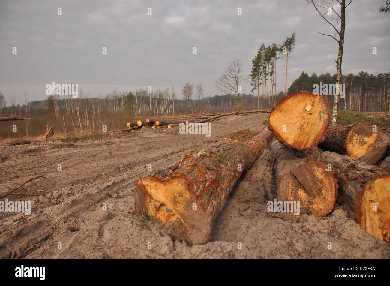 Forestry clearance and storage timber. Forest management Stock Photo ...