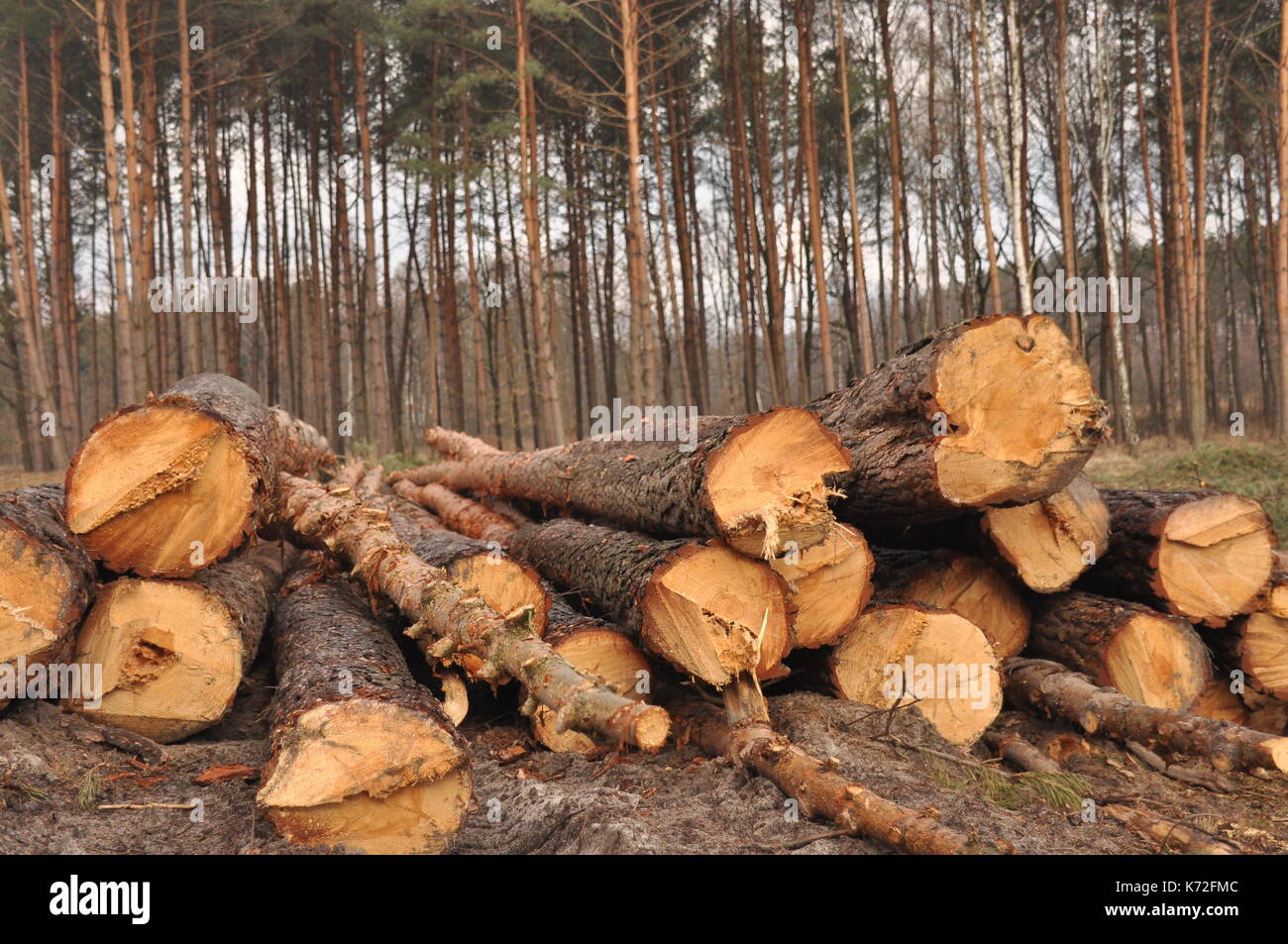 Forestry clearance and storage timber. Forest management Stock Photo ...