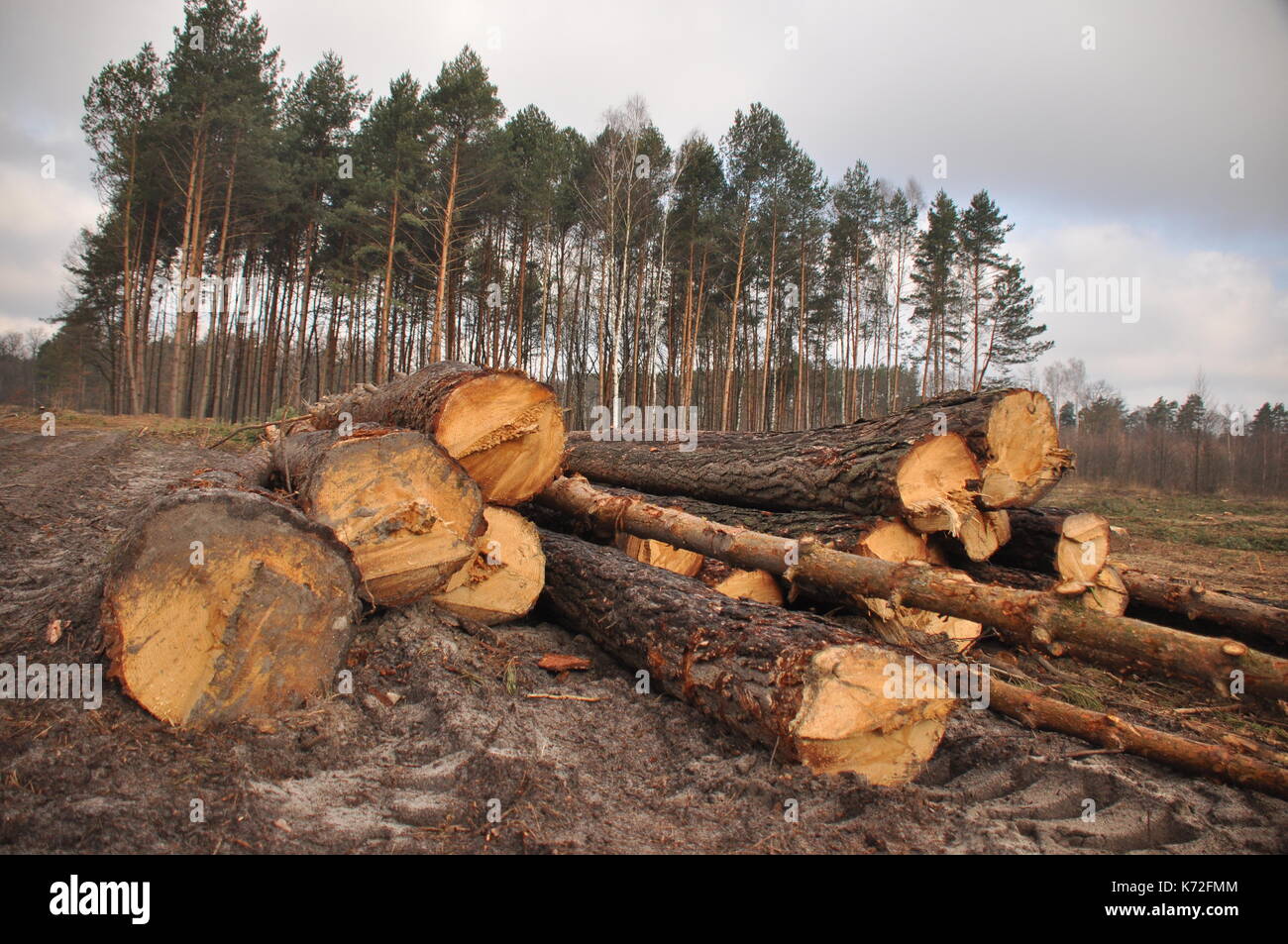 Forestry clearance and storage timber. Forest management Stock Photo ...