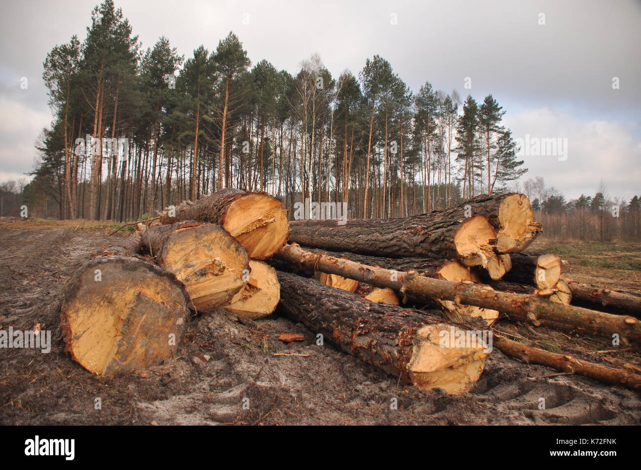 Clearing Timber