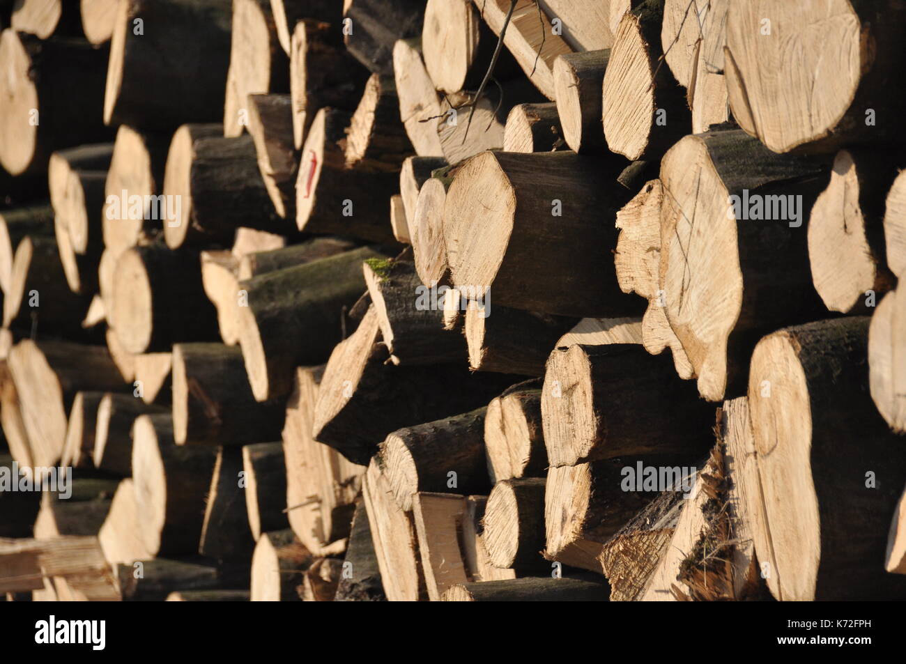 Forestry clearance and storage timber. Forest management Stock Photo ...