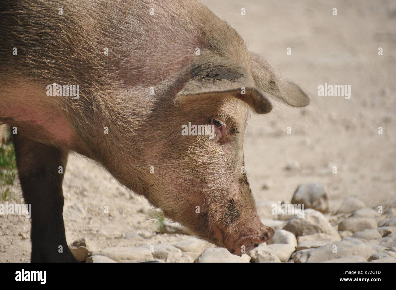 Running Farm Animals