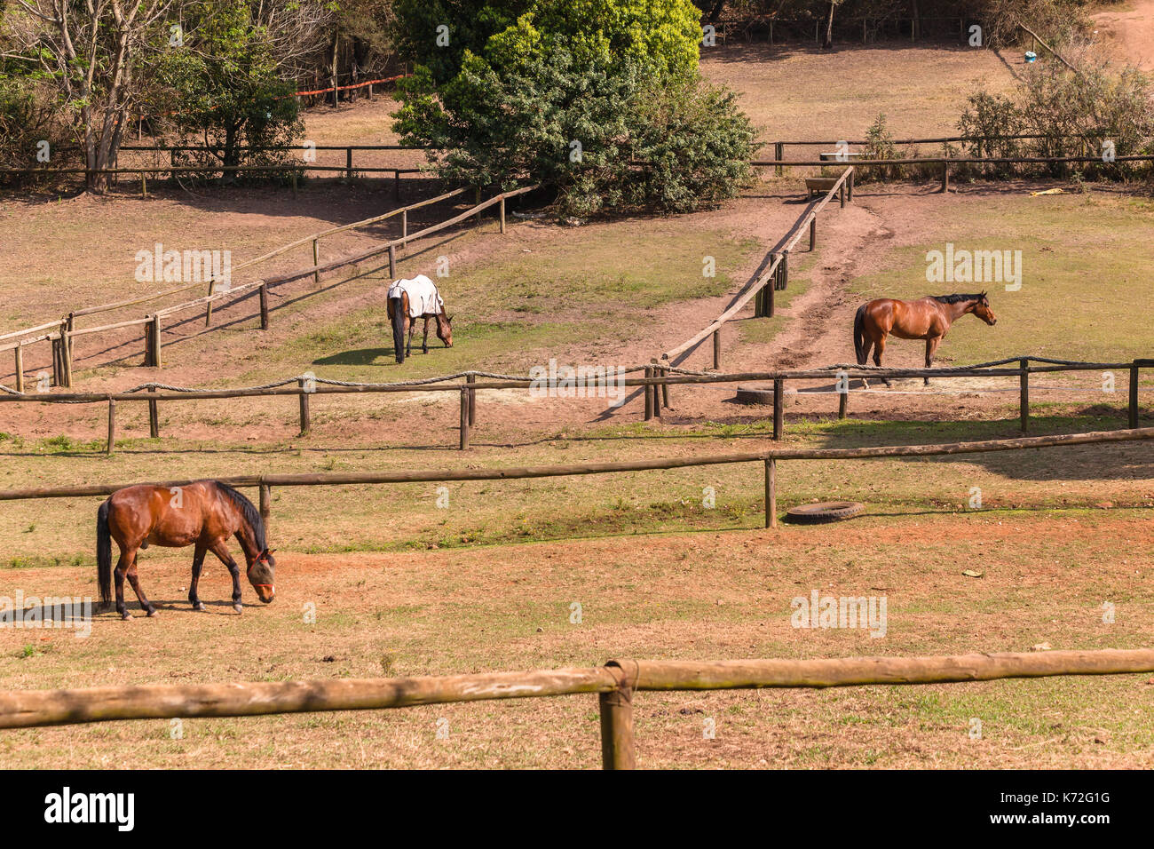 Equestrian stables horses in outdoor paddock pens sunshine day Stock ...