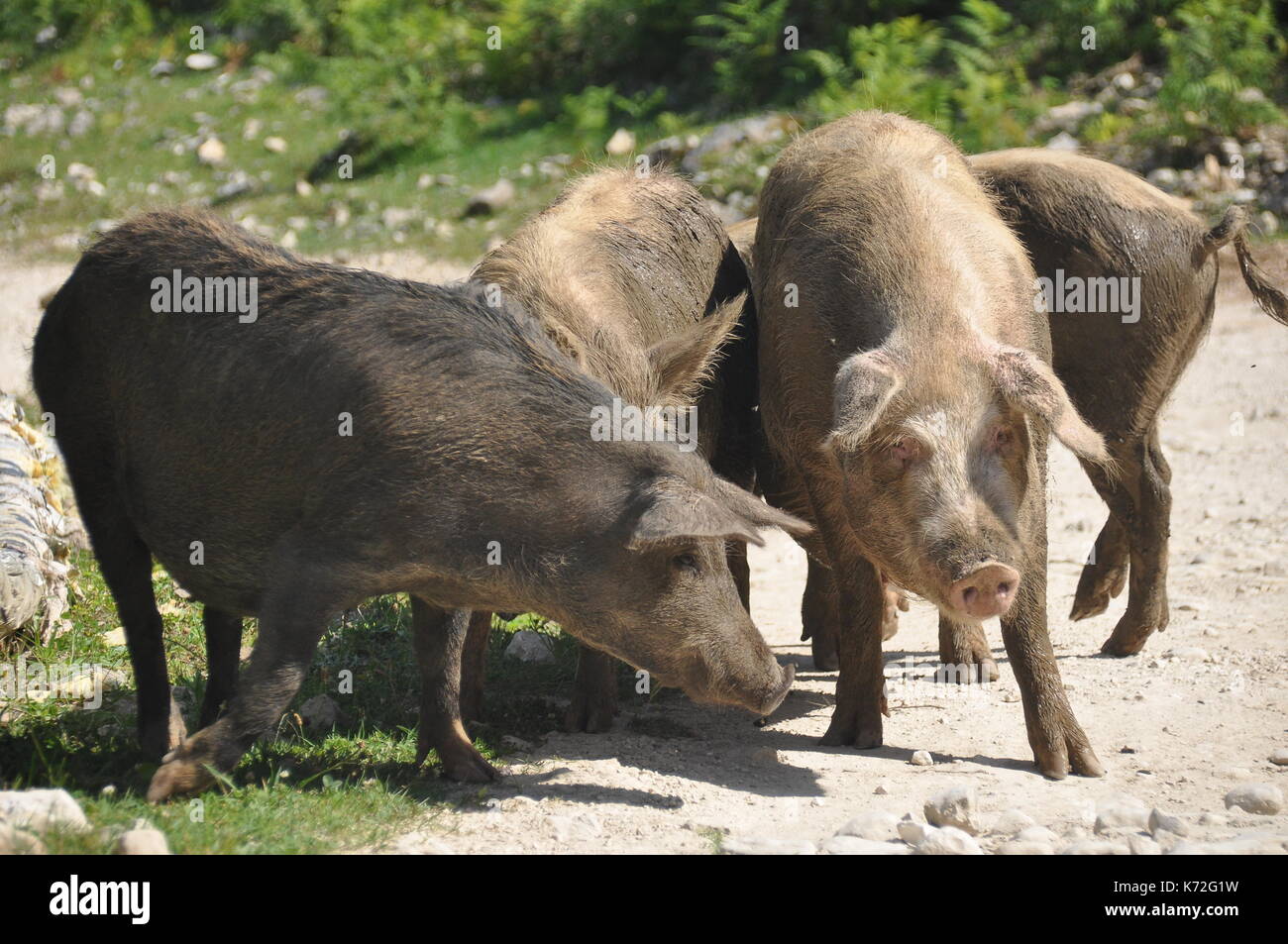 Pigs running free hi-res stock photography and images - Alamy