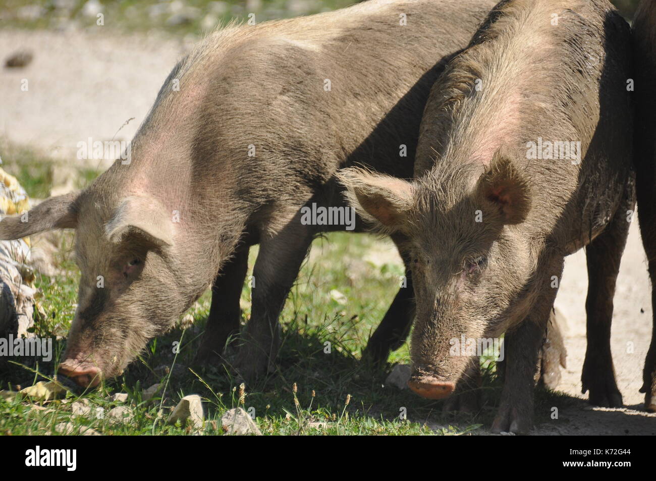 Running Farm Animals