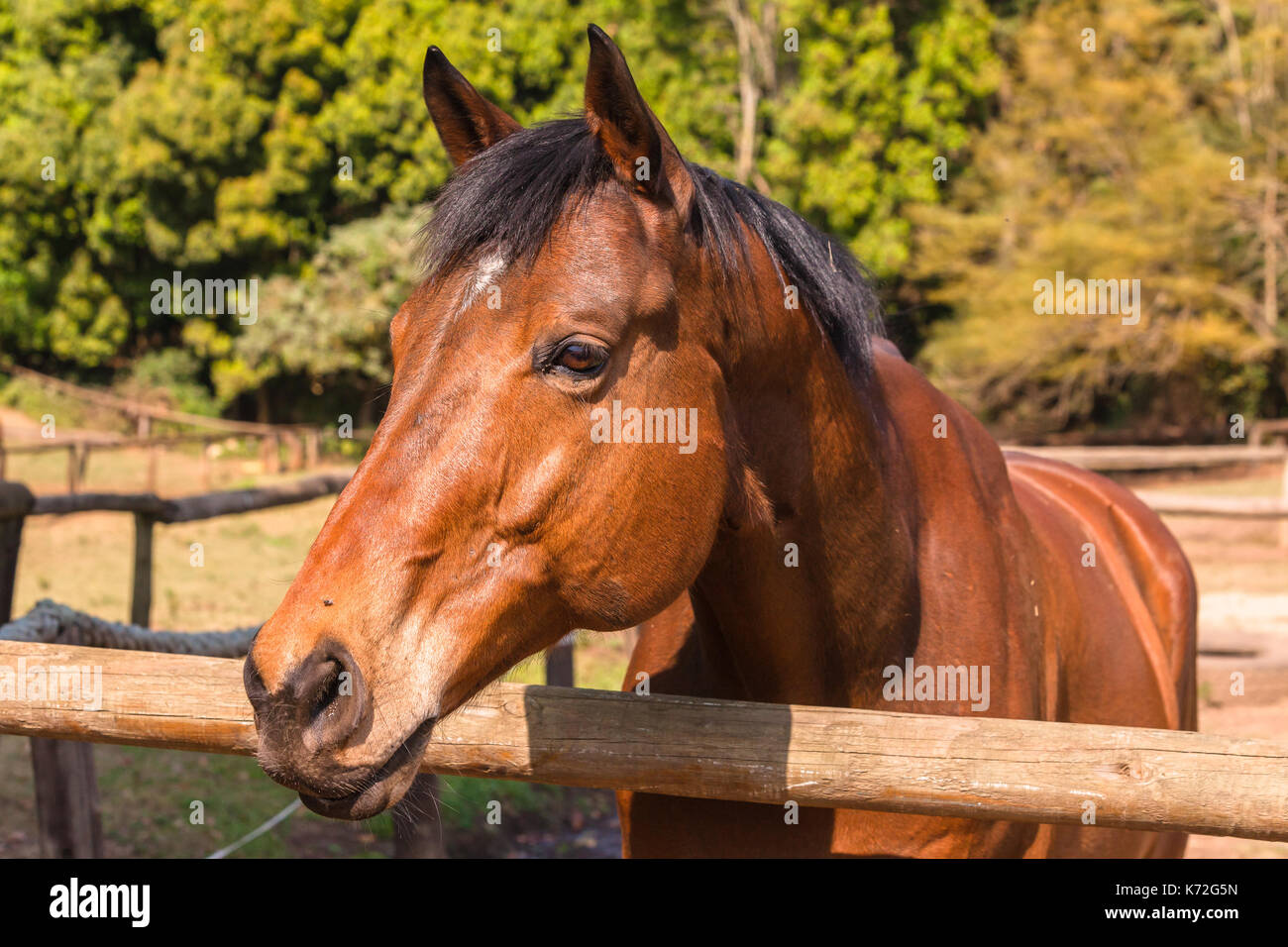 Equestrian stables horses in outdoor paddock pens sunshine day Stock ...